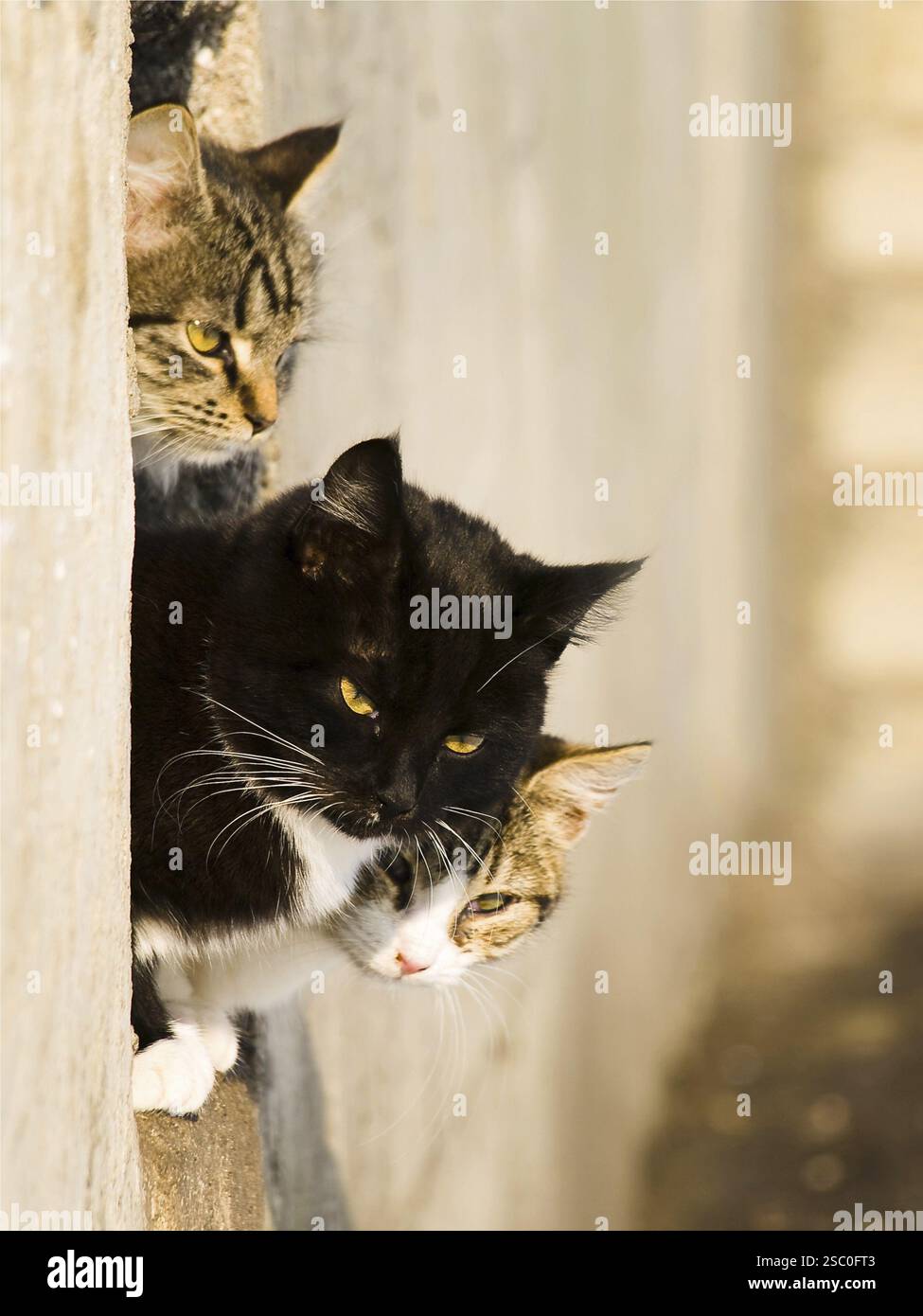 Outdoor cats hi-res stock photography and images - Alamy