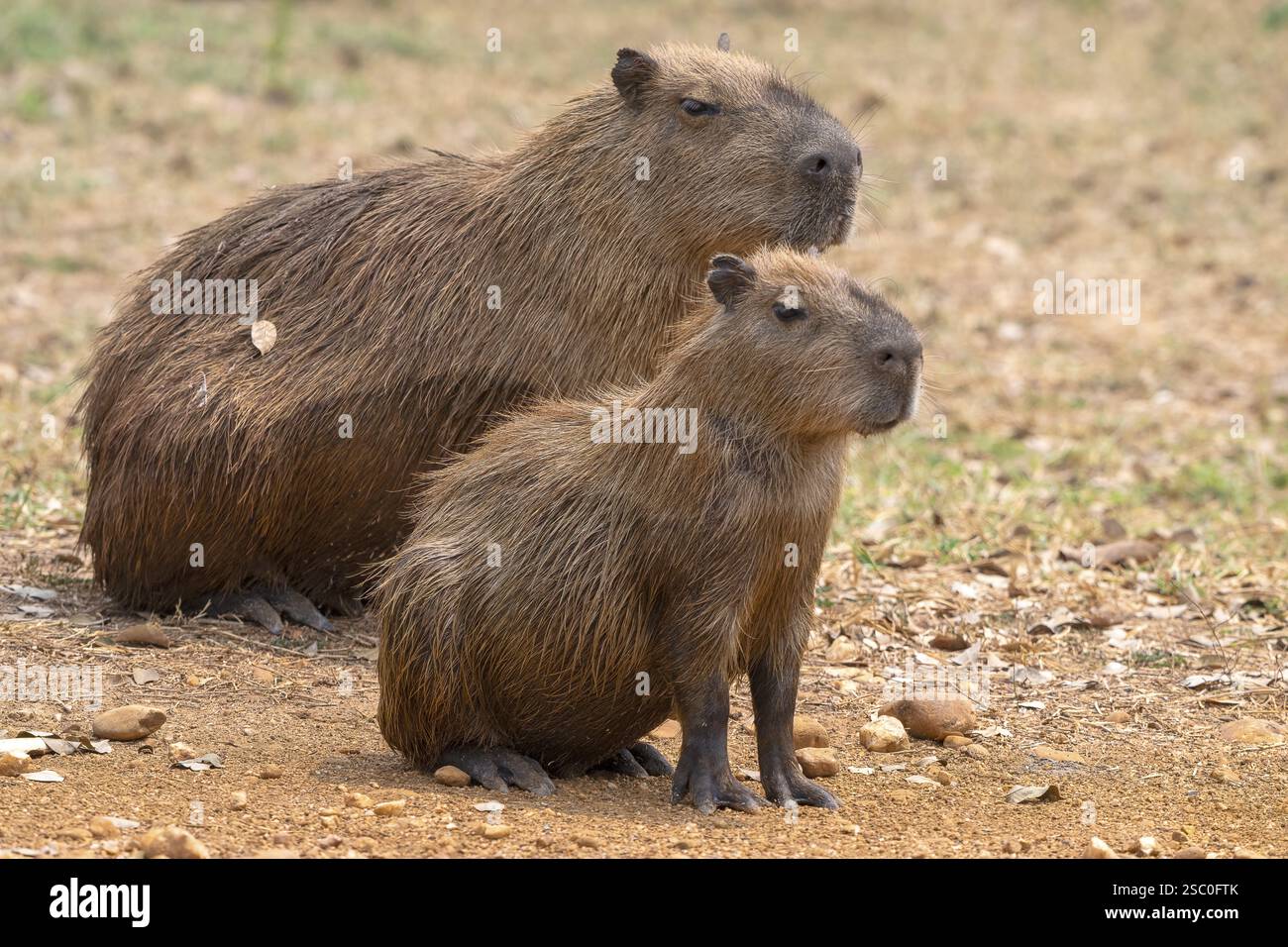 Capybara or capybara (Hydrochoerus hydrochaeris), juvenile, mother ...