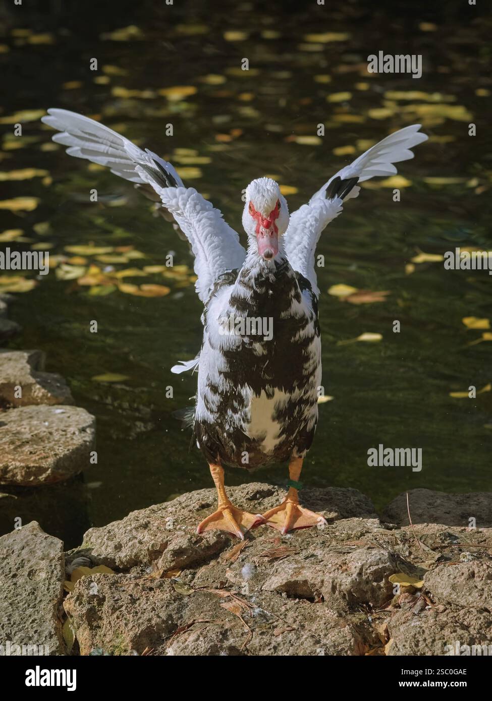 Muscovy Duck Dries its Wings on the Bank of the Pond Varna, Bulgaria ...