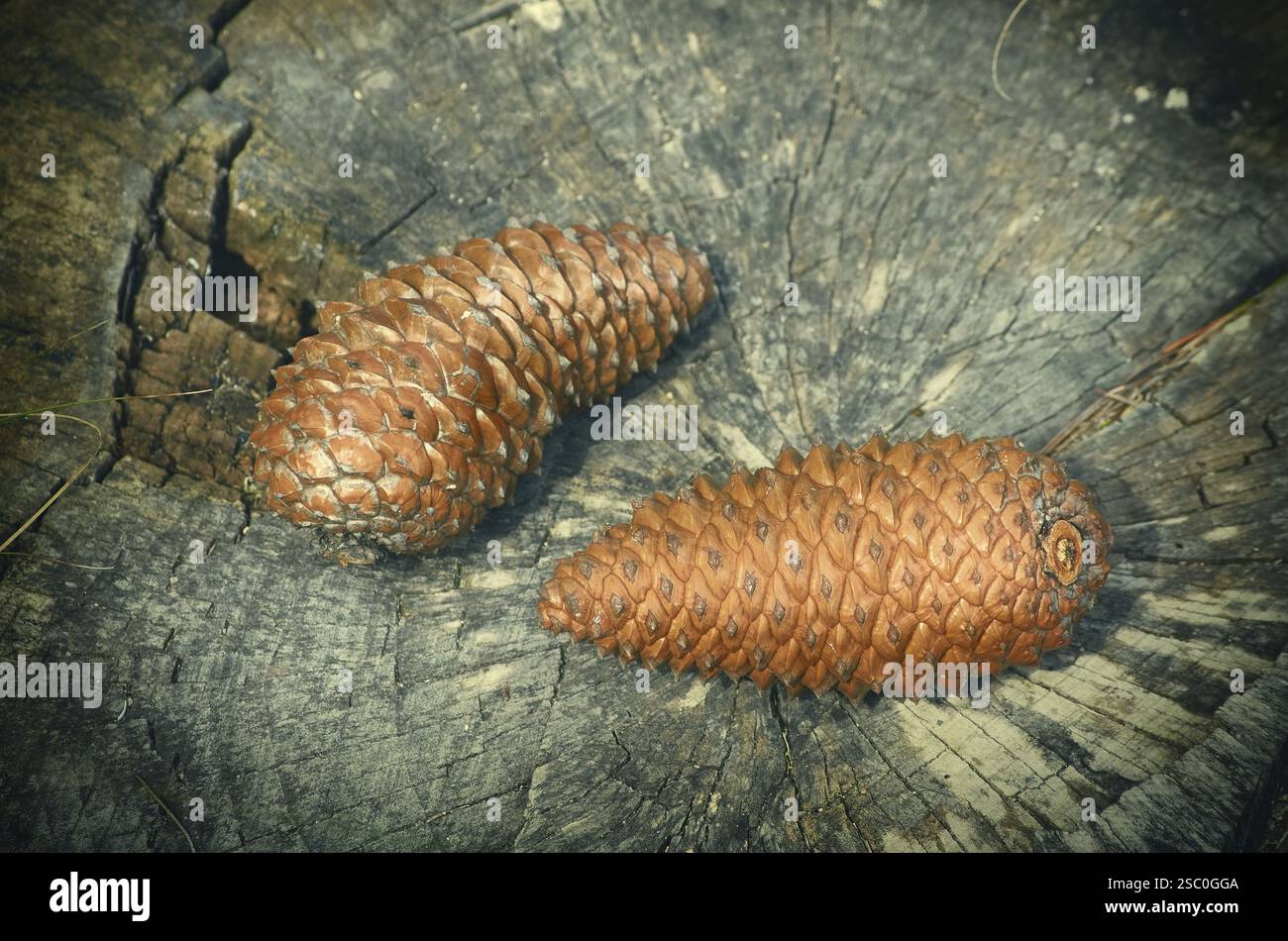 Two pine cones on the stump Varna, Bulgaria, Europe Stock Photo - Alamy