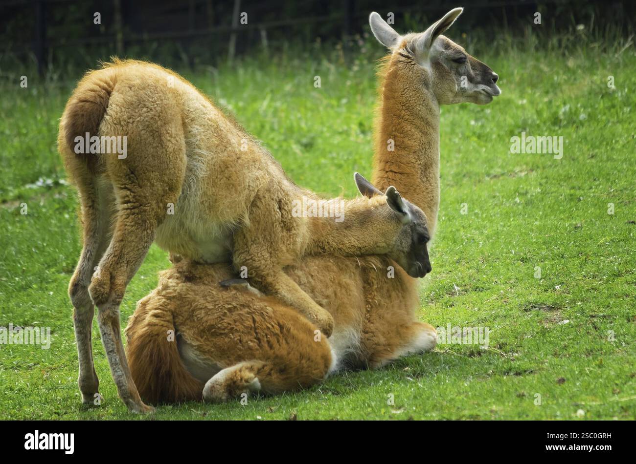 Baby llama playing with her mother on the lawn Stock Photo - Alamy