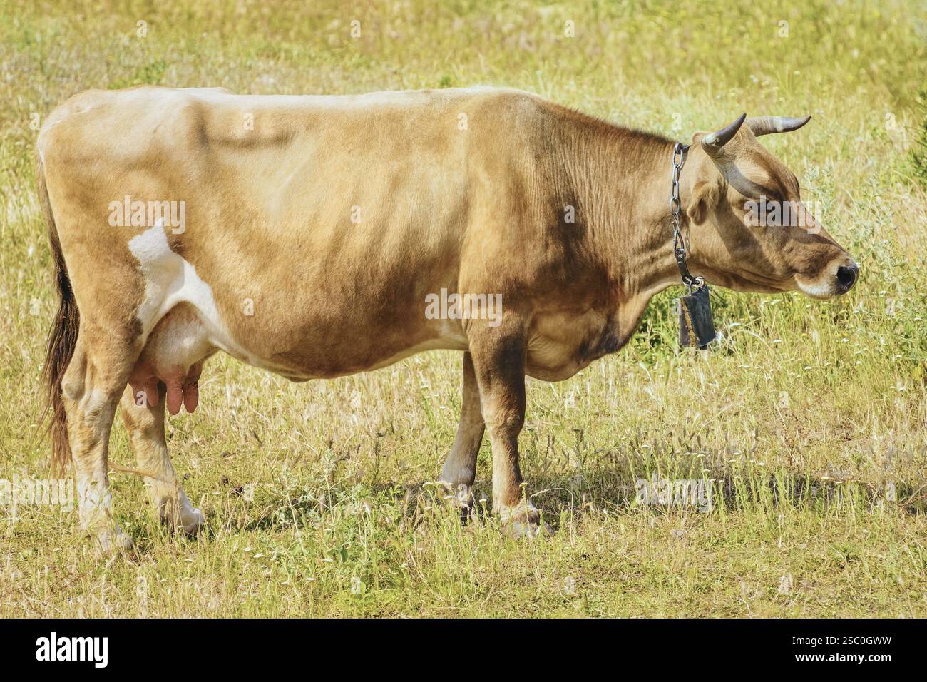 Brown Cow Wearing a Cowbell Bulgaria Stock Photo - Alamy
