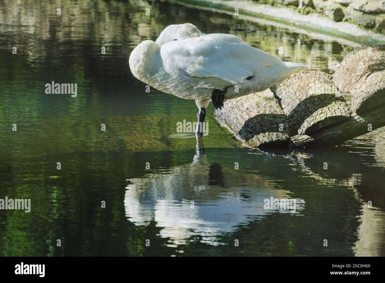 White Swan is Sleeping Standing on One Leg Varna, Bulgaria, Europe ...