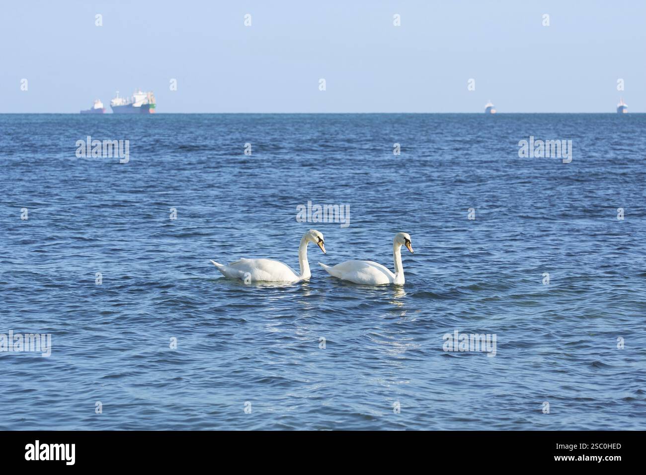 White Swans in front of the Ships in the Black Sea Varna, Bulgaria ...