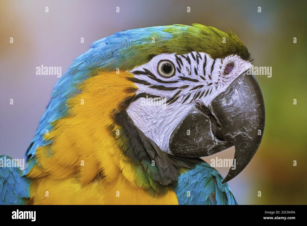 Portrait of the Macaw Parrot Varna, Bulgaria, Europe Stock Photo - Alamy