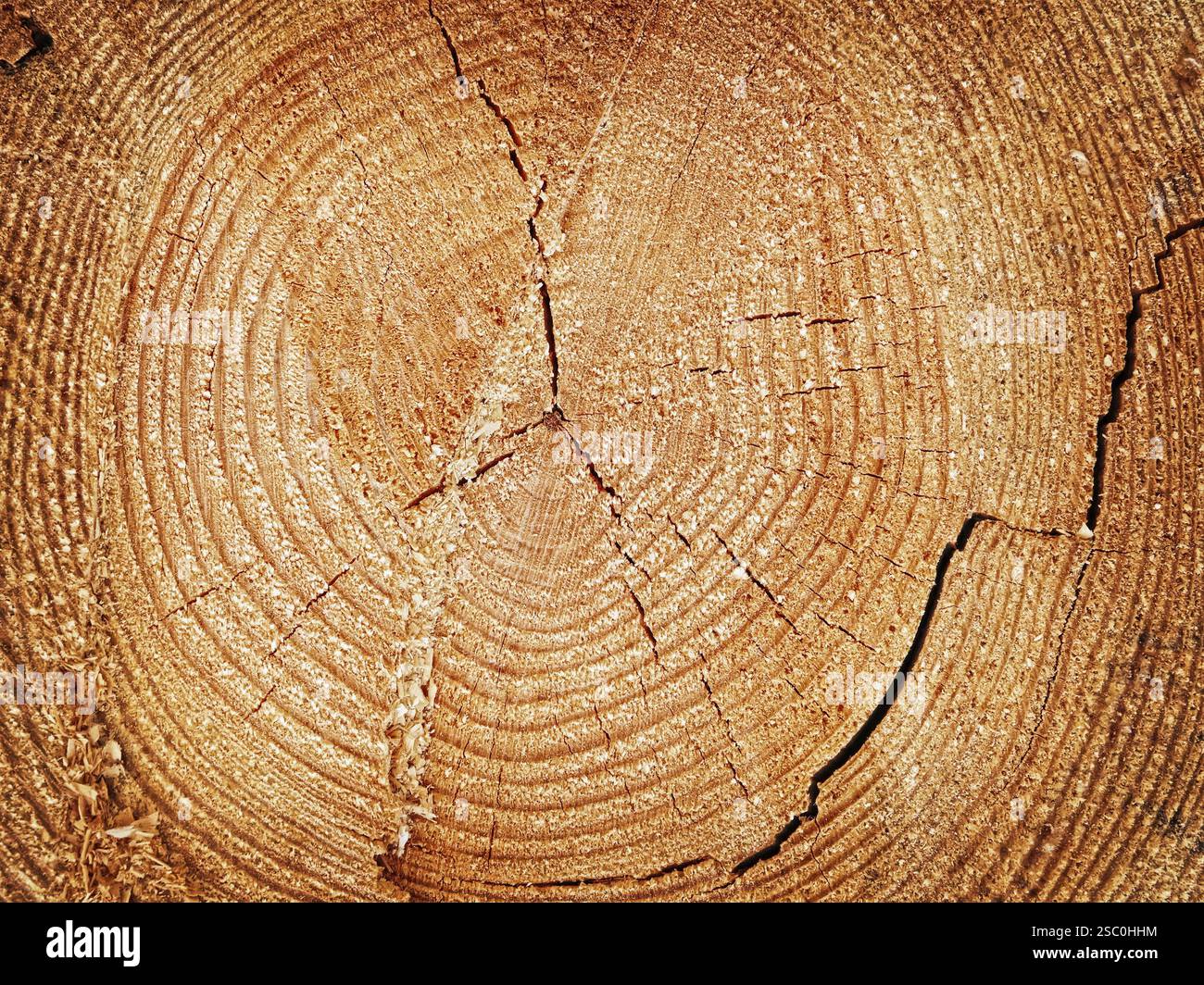Cutoff log with the growth rings Stock Photo - Alamy