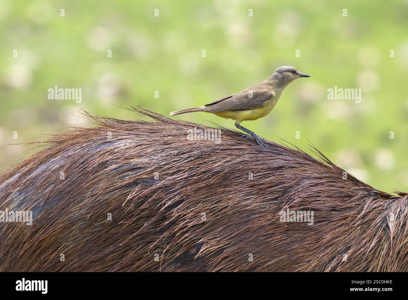 Capybara or capybara (Hydrochoerus hydrochaeris), bird sitting on its ...