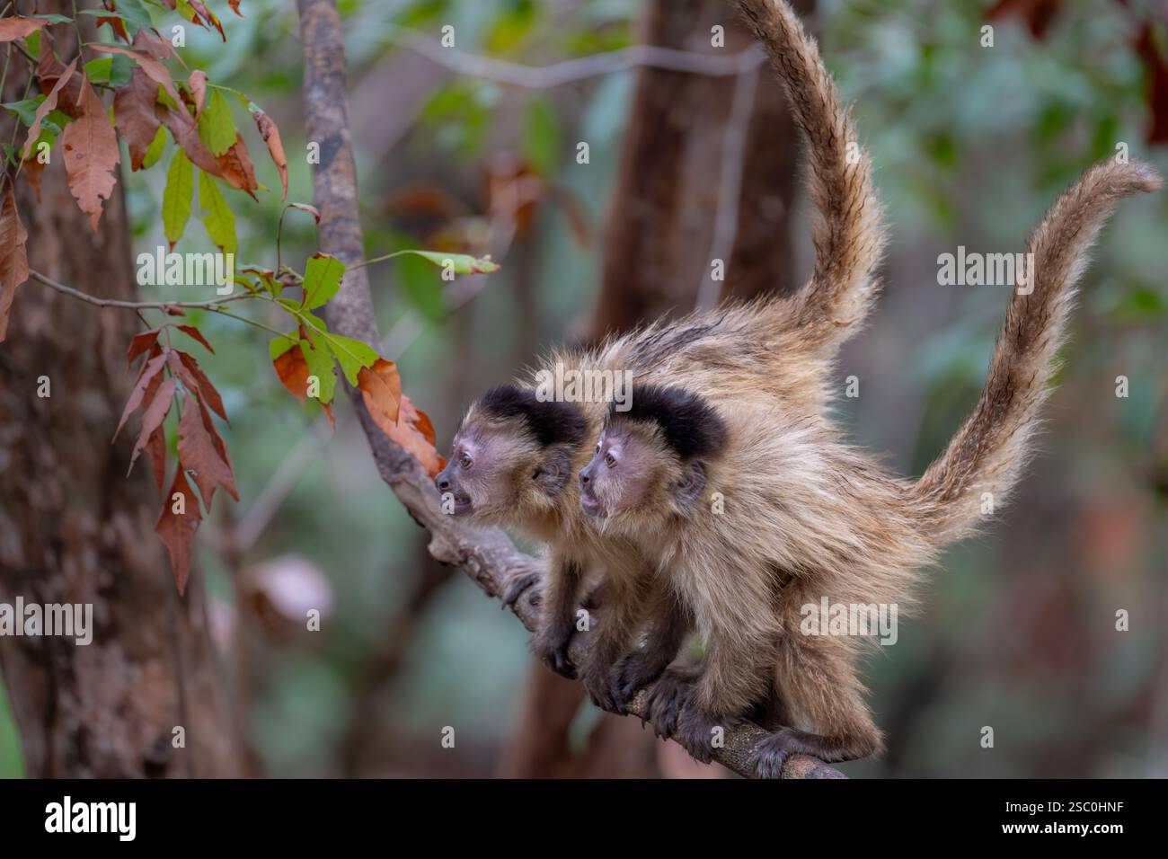 Agitated pair of capuchin monkeys screeching their displeasure Stock ...