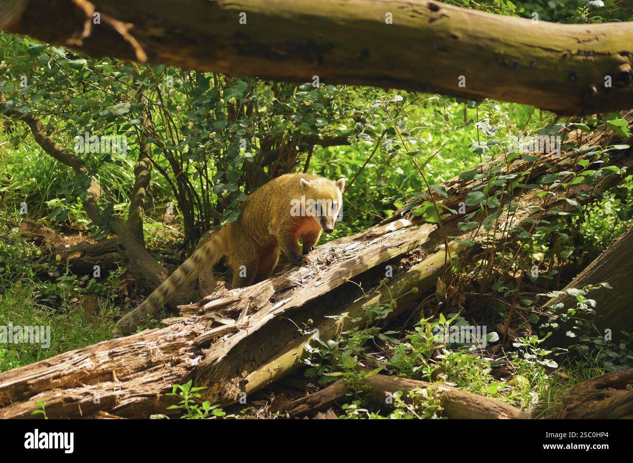 Coati on fallen tree hi-res stock photography and images - Alamy