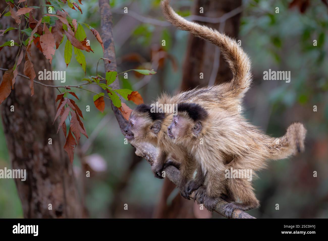 Agitated pair of capuchin monkeys screeching their displeasure Stock ...