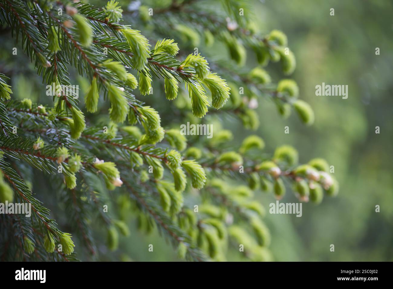 Fresh growing fir tree sprouts on branch. Nature background with ...