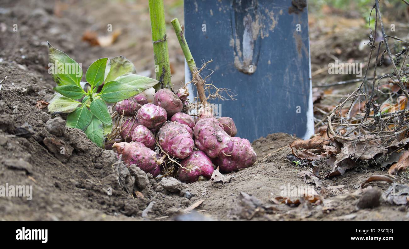 Freshly harvested root vegetables with shovel in garden soil, featuring ...