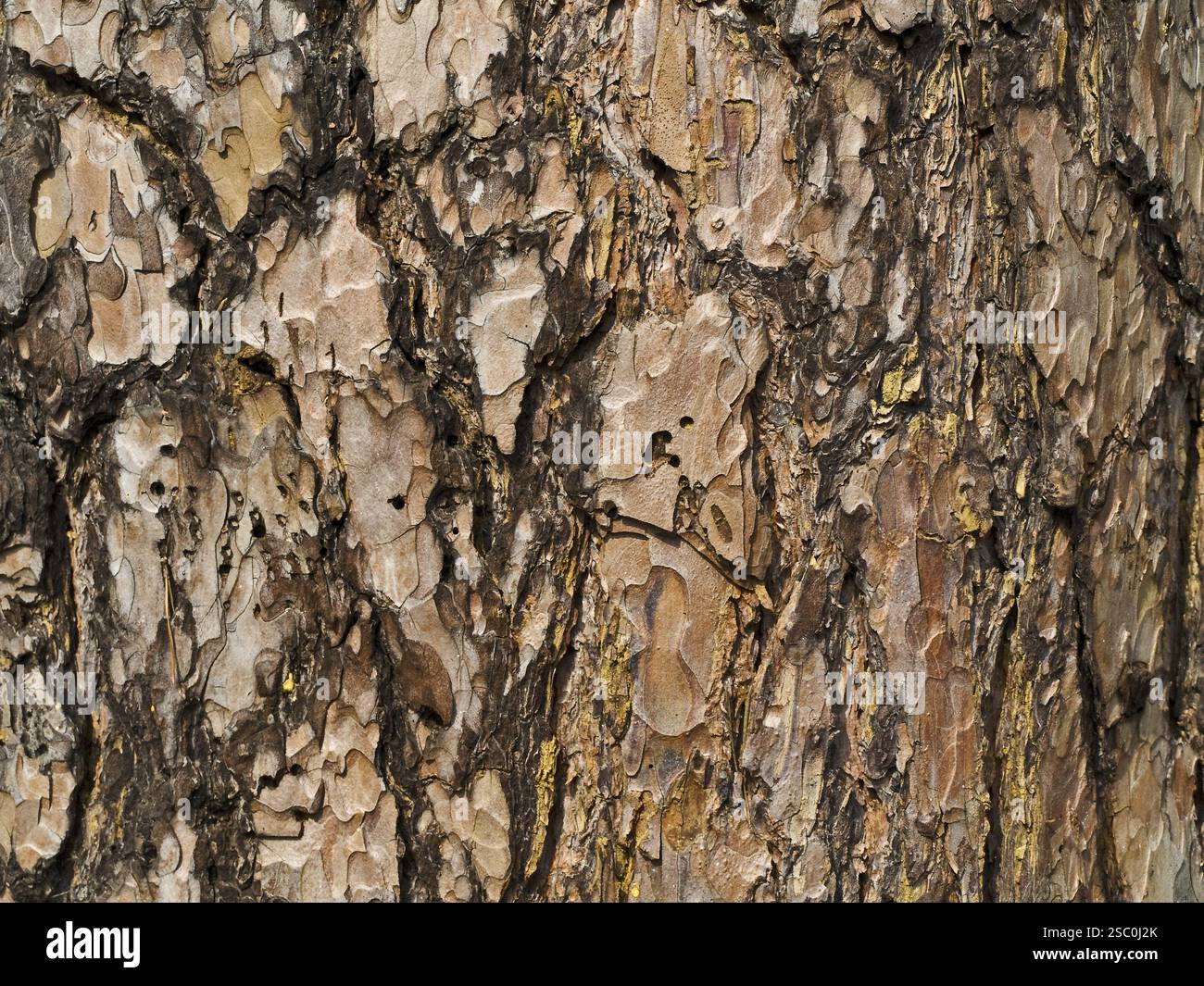 Horizontal bark background Stock Photo - Alamy