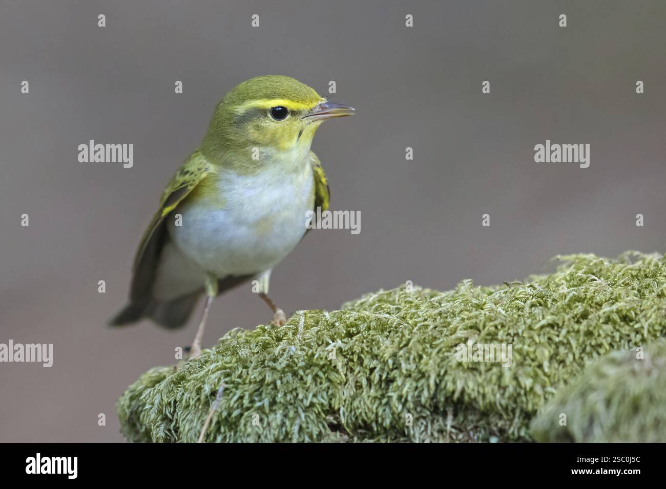 Wood warbler, (Phylloscopus sibilatrix), animals, birds, biotope, perch ...
