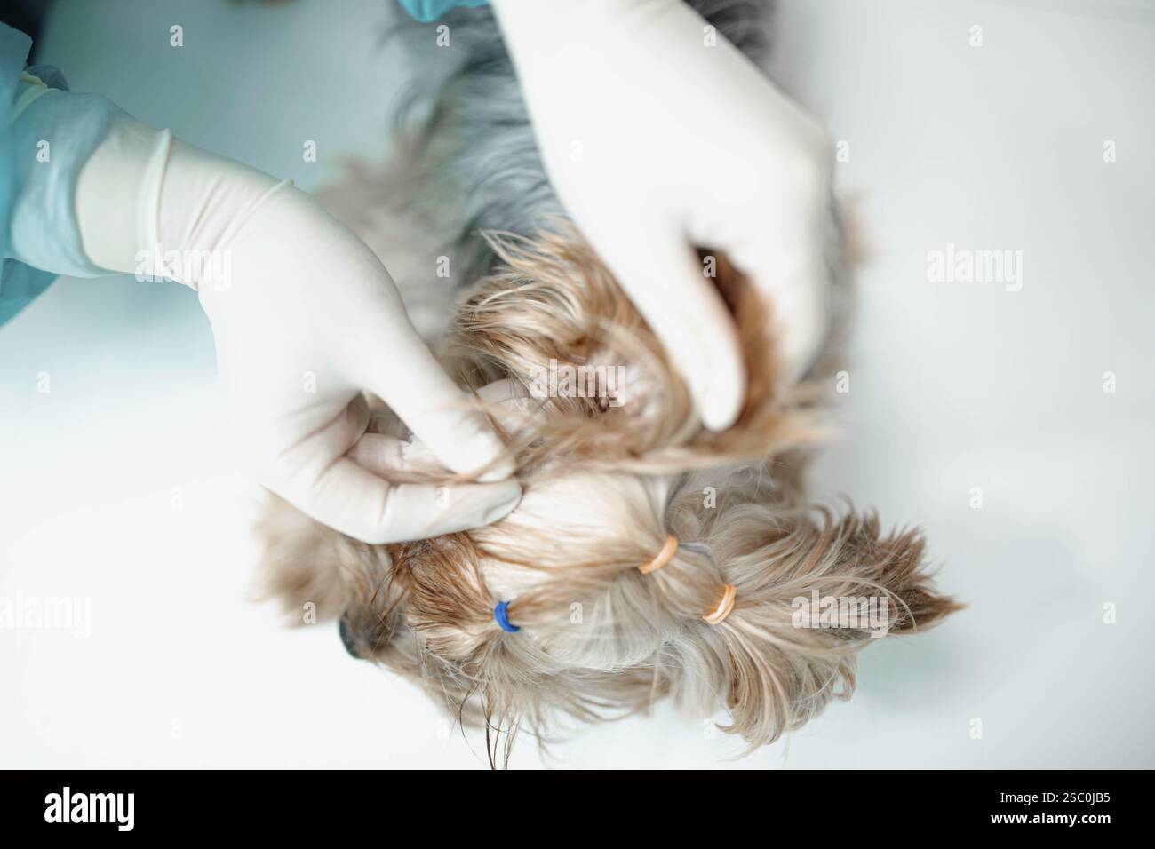 Hands with gloves braid a small dog's hair using rubber bands Stock ...