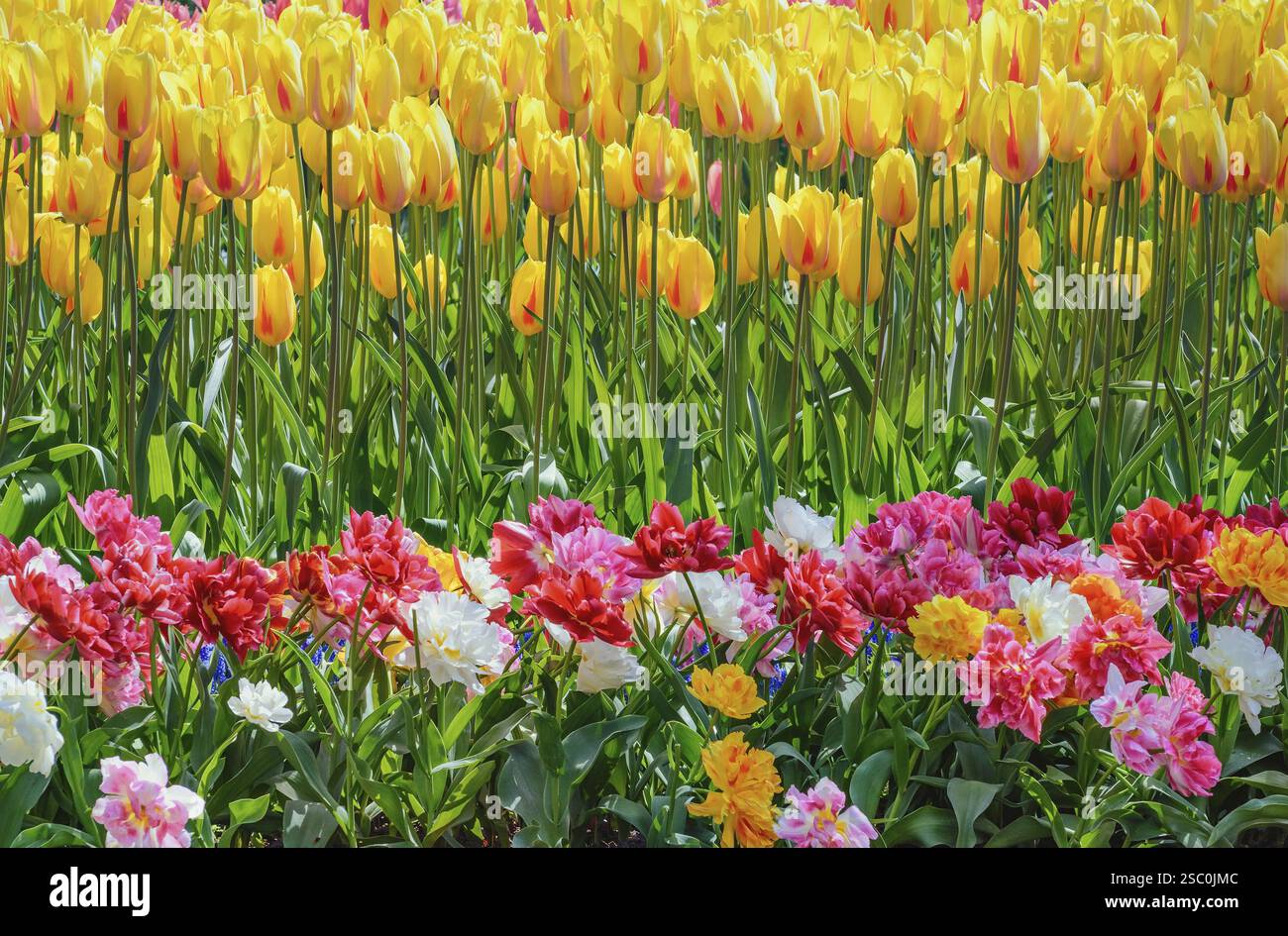 Spring flowers different types hi-res stock photography and images - Alamy