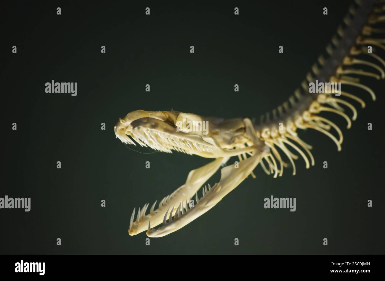 Snake Skeleton Over The Green Background Daugavpils, Latvia, Europe ...