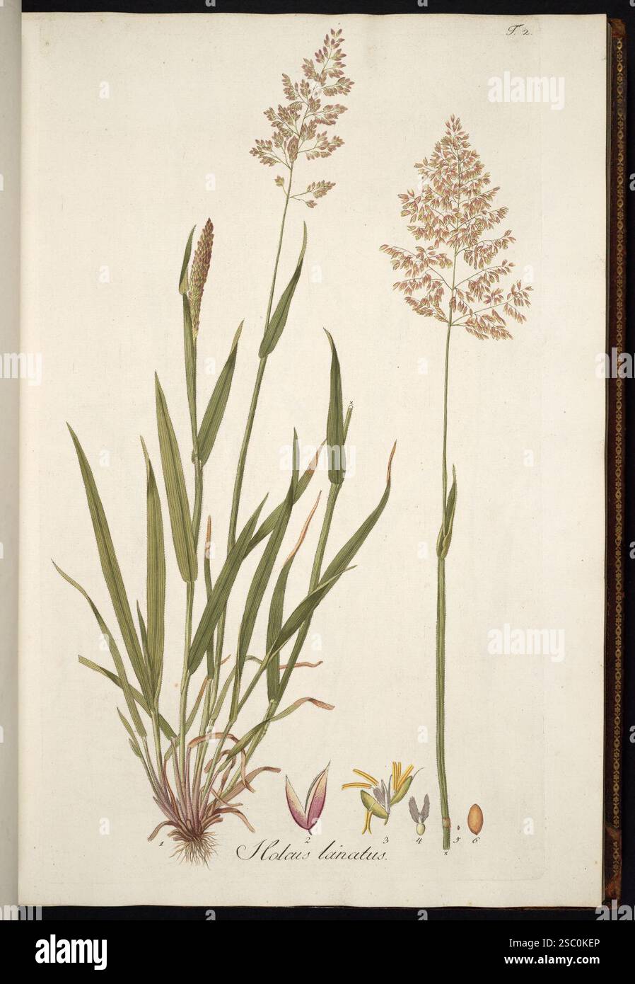 Holcus lanatus illustration (01 Stock Photo - Alamy