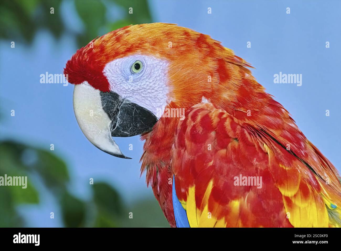 Natural background in yellow hi-res stock photography and images - Alamy