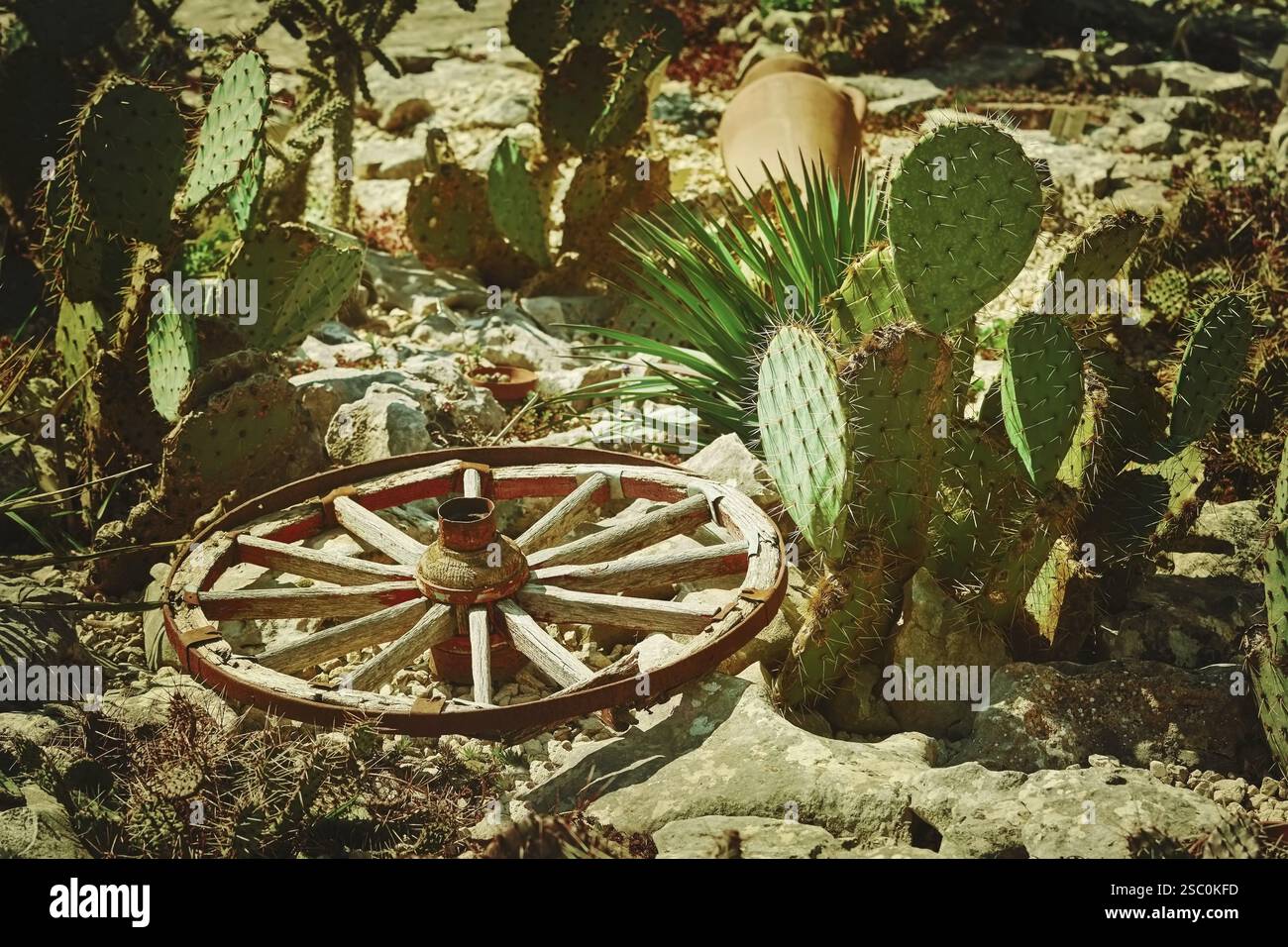 Old Wooden Wagon Wheel among Cacti Balchik, Bulgaria, Europe Stock ...