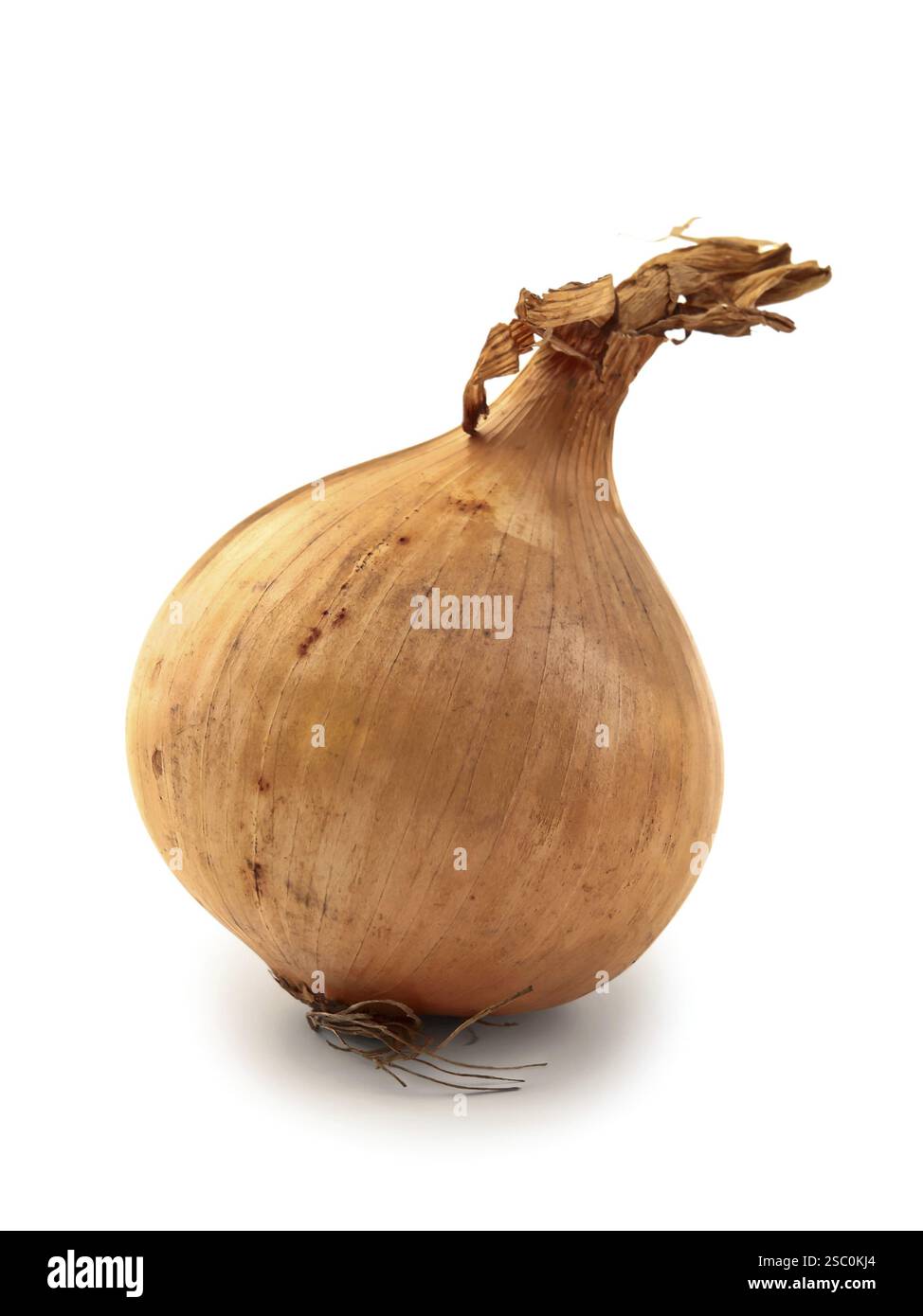 Single onion over white background Stock Photo - Alamy