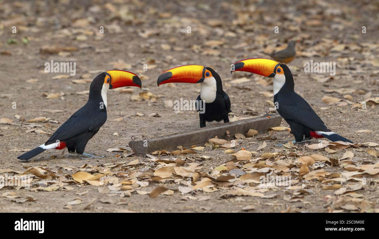 Giant toucan (Ramphastos toco), 3 animals, Pantanal, inland, wetland ...