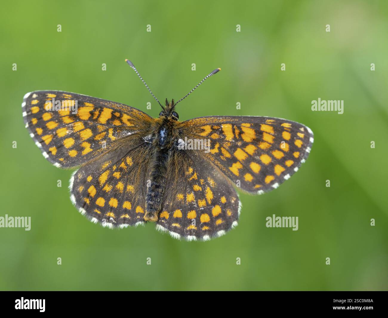 Fritillary butterfly, Common fritillary, (Melitaea athalia), butterfly ...