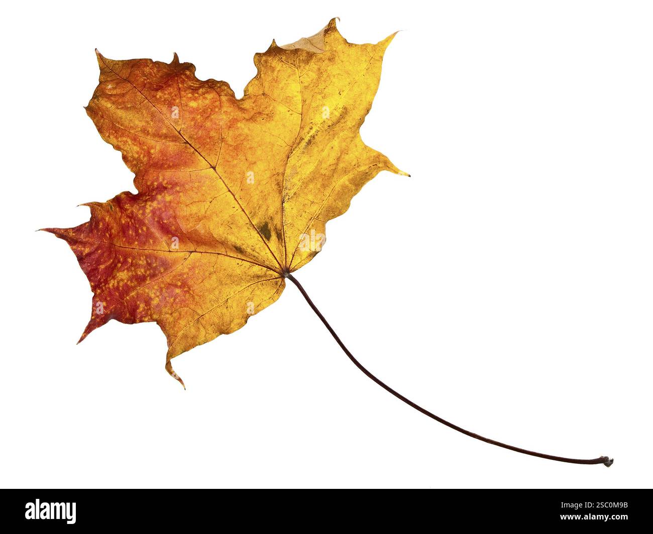 Single autumn maple leaf against the white background Stock Photo - Alamy