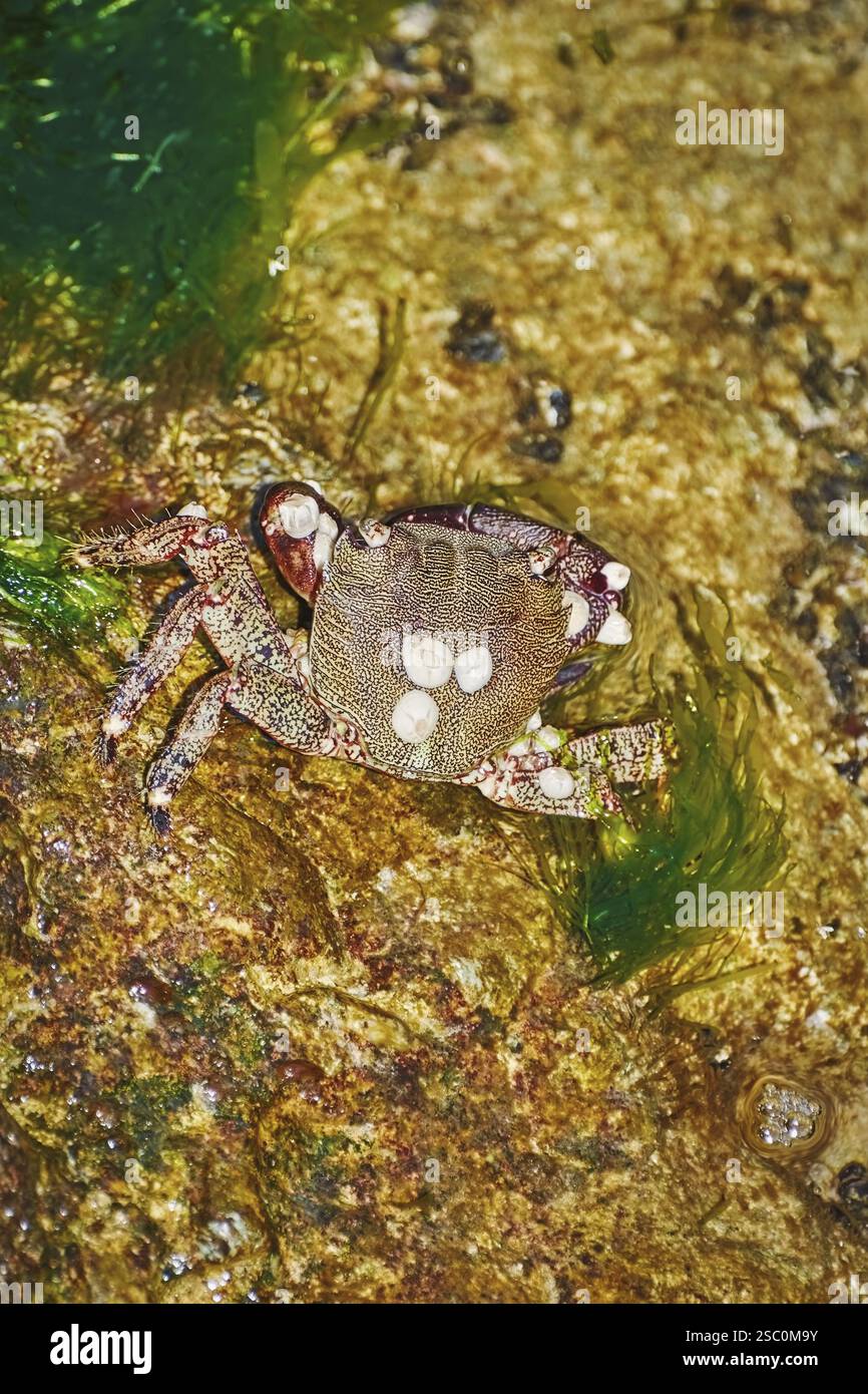 Crab Basking in the Sun on a Rock Varna, Bulgaria, Europe Stock Photo ...