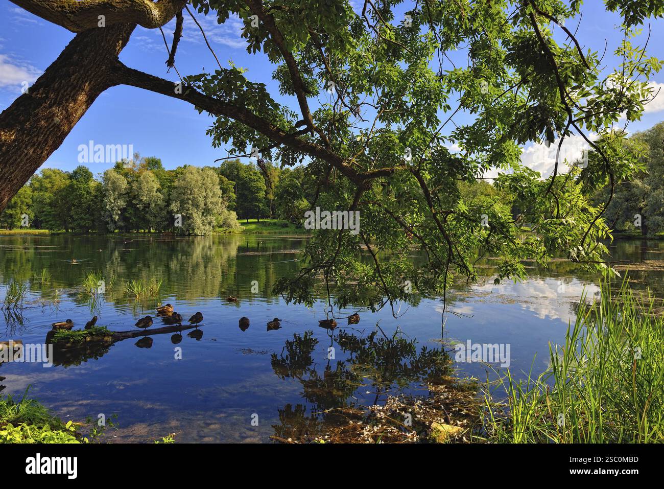 Summer Landscape with lake in Gatchina garden, Russia, Europe Stock ...