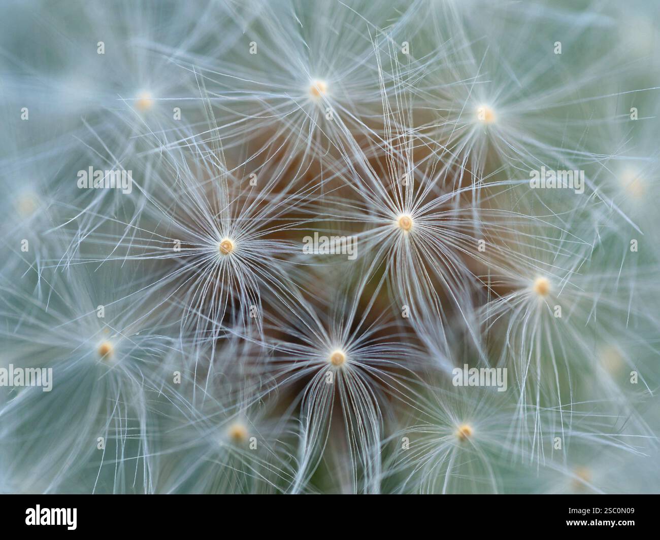 Common dandelion, (Taraxacum officinale, araxacum sect. Ruderalia ...