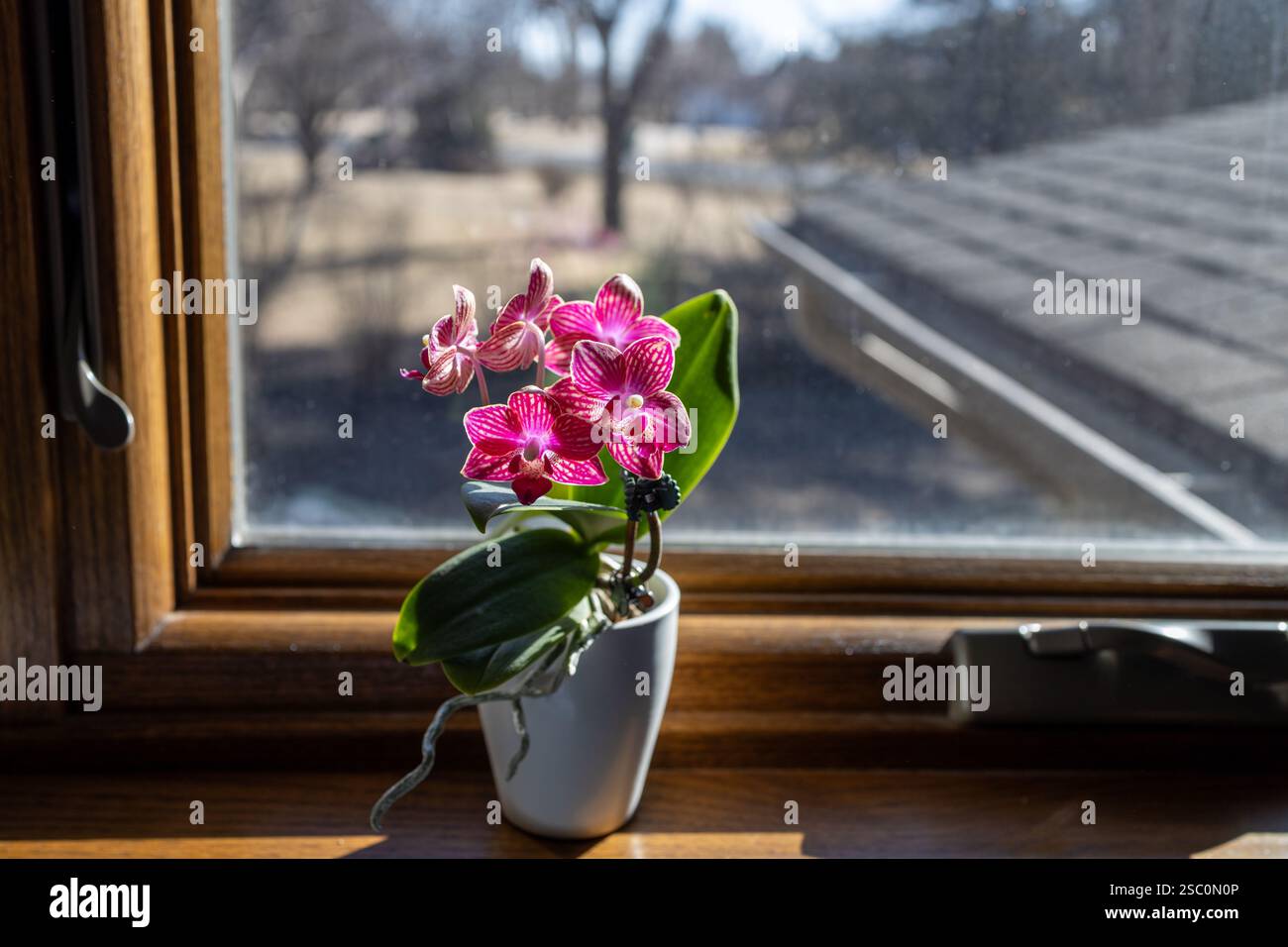 Macro view of a pink and white miniature moth orchid (phalaenopsis) on ...