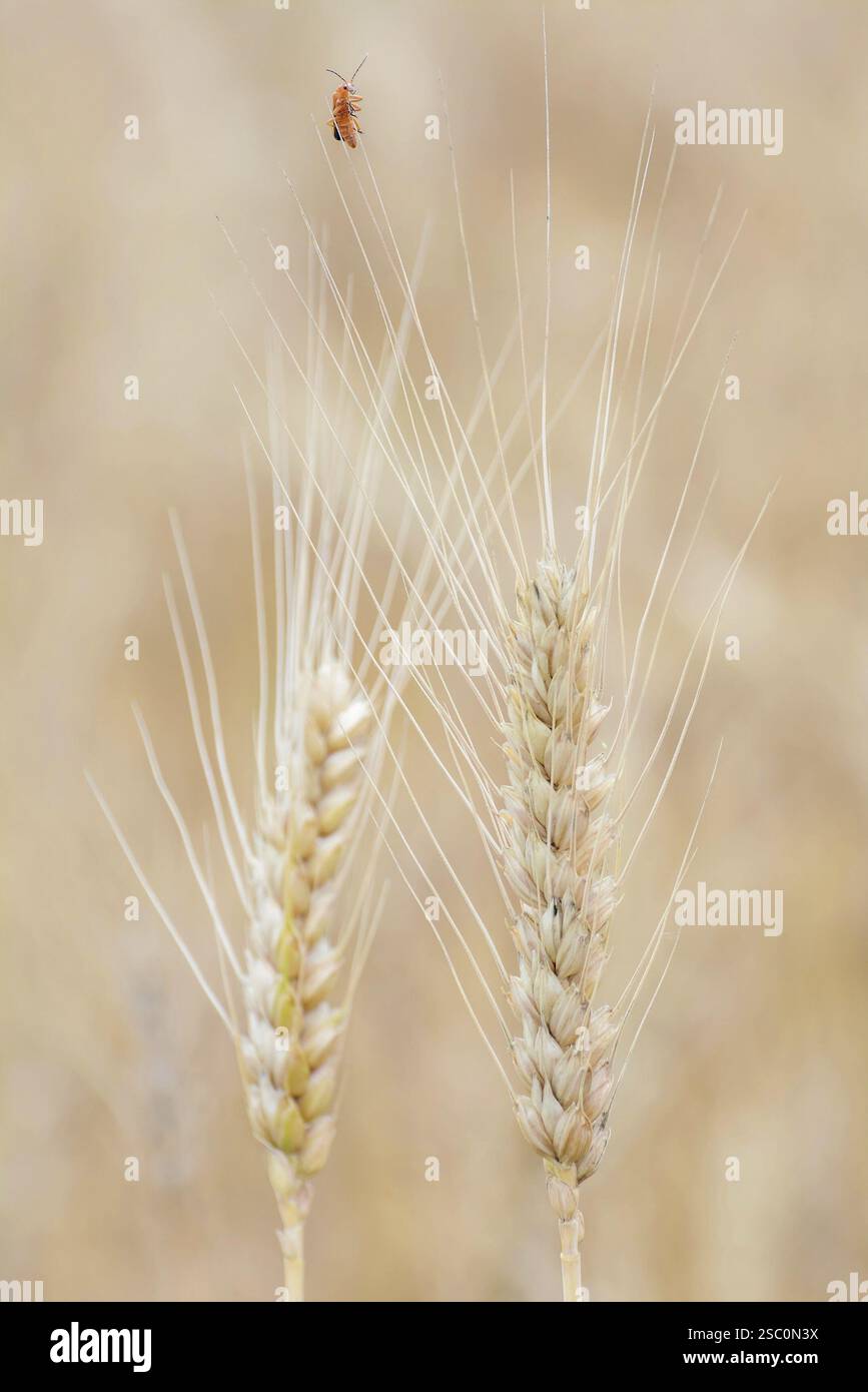 Spikelets of Rye with a Beetle at the Top of Spikelet Bulgaria Stock ...