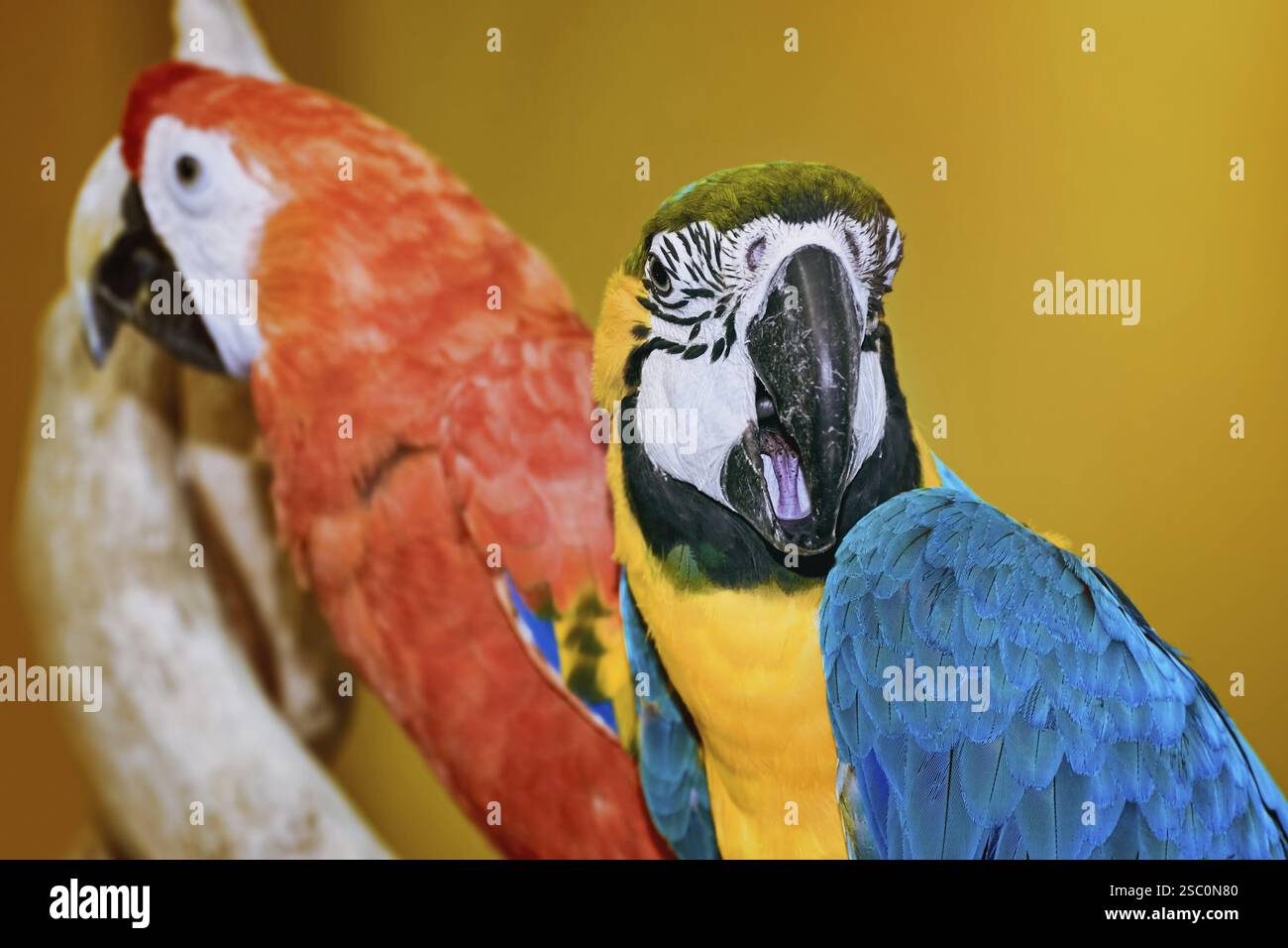 Two Macaw Parrots over the Yellow Background Varna, Bulgaria, Europe ...