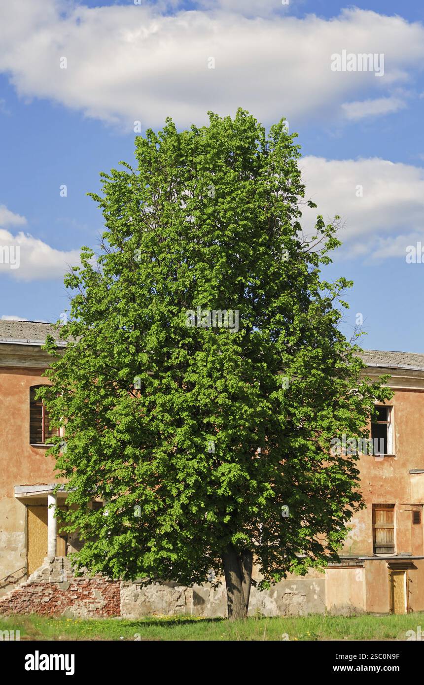 Linden tree, eastern europe hi-res stock photography and images - Alamy