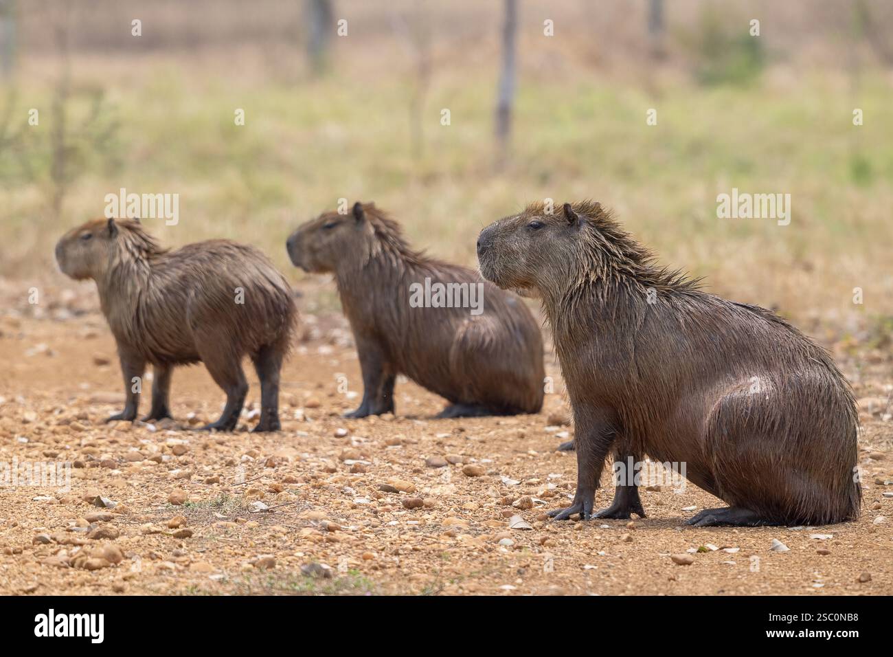 Capybara or capybara (Hydrochoerus hydrochaeris), group, Pantanal ...