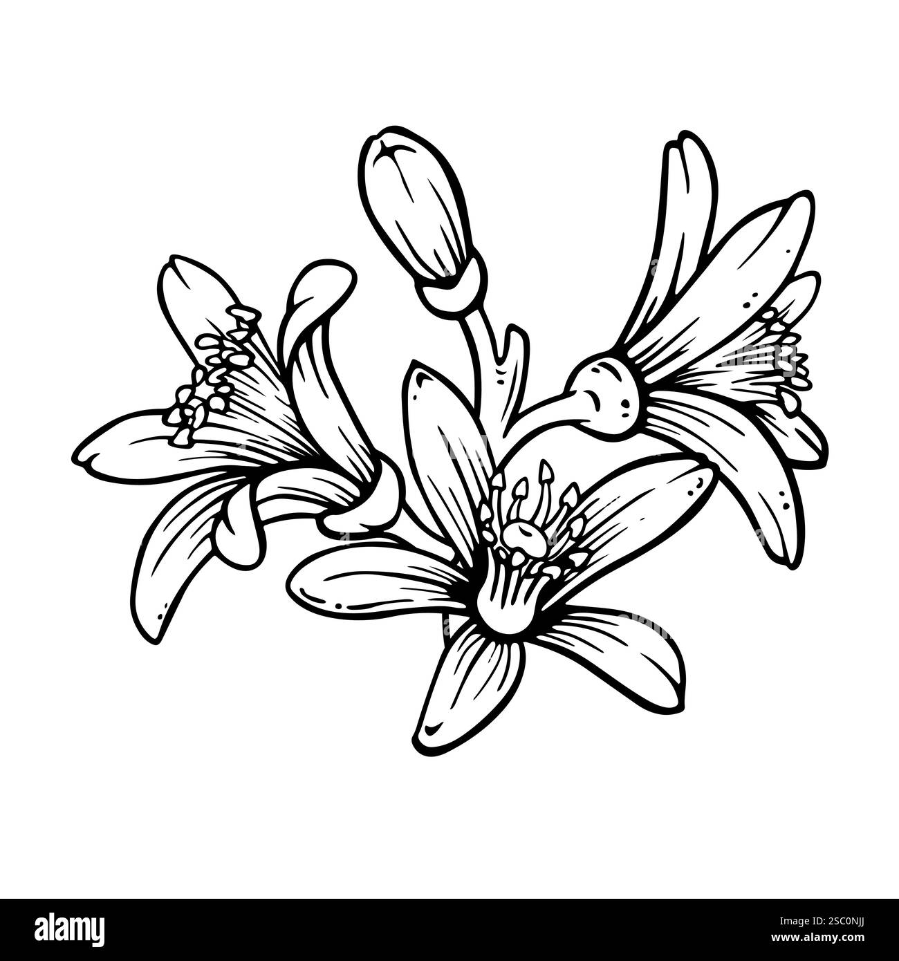 Citrus flowers and buds. Outline hand drawn illustration of lemon or ...