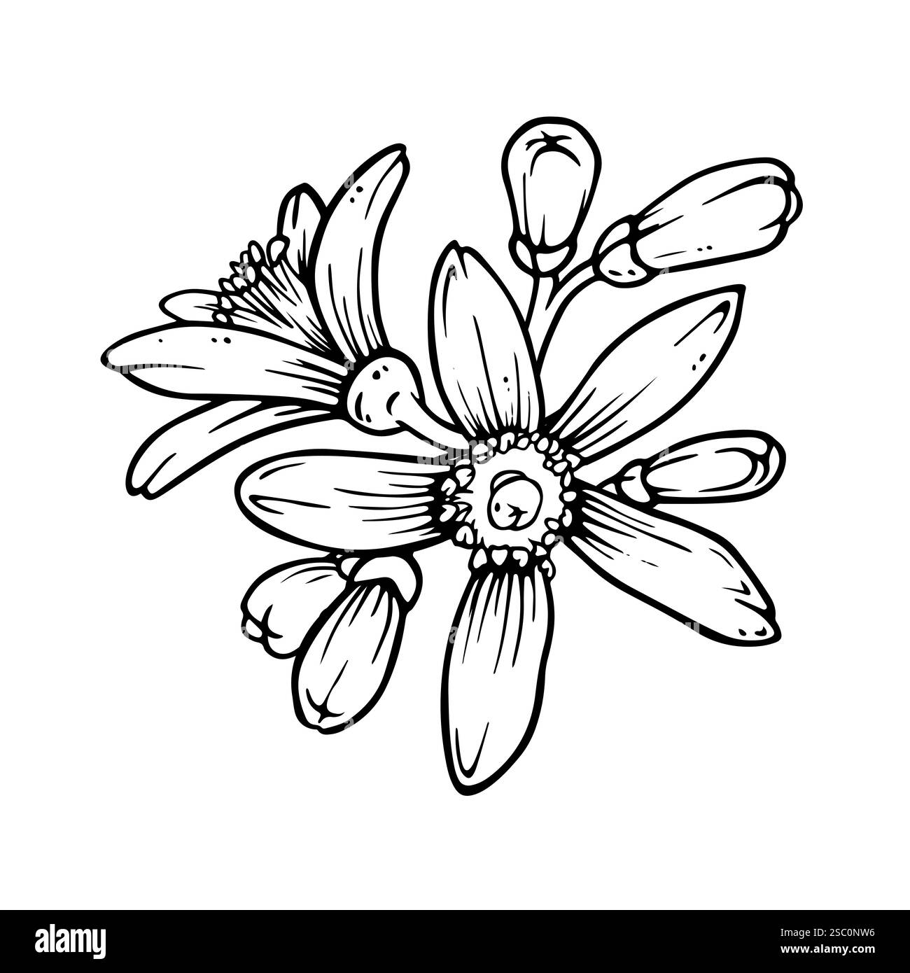 Simple composition of citrus flowers and buds. Lemon or mandarin ...