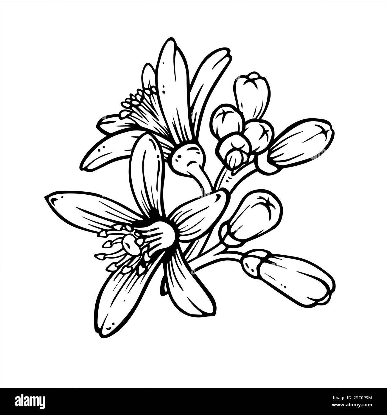 Plant buds in spring Black and White Stock Photos & Images - Alamy