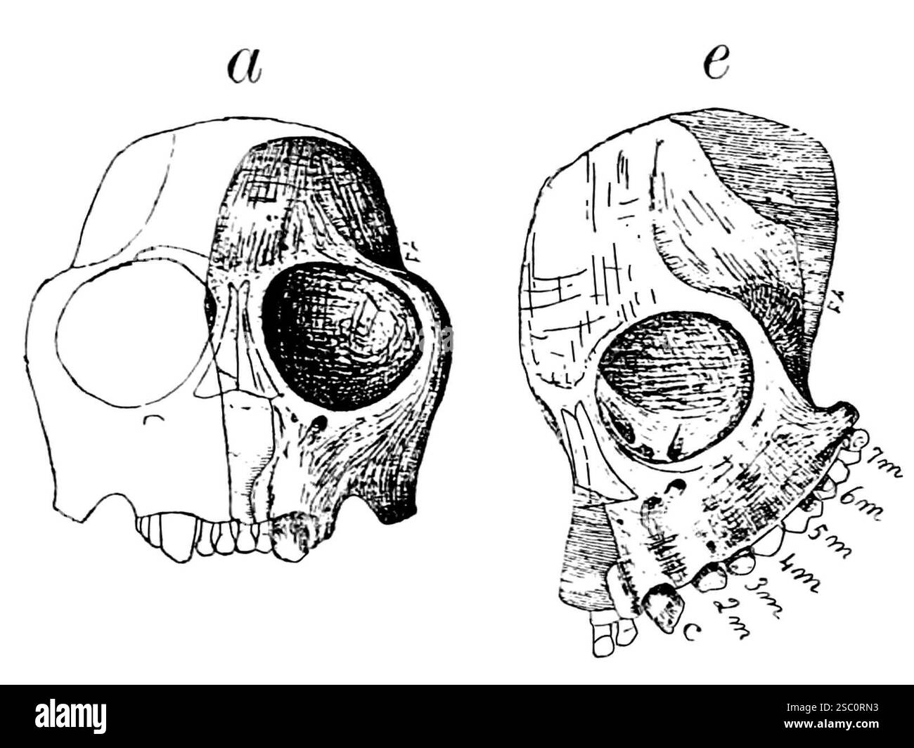 Homunculus patagonicus Amgh. Crane incomplet Stock Photo - Alamy