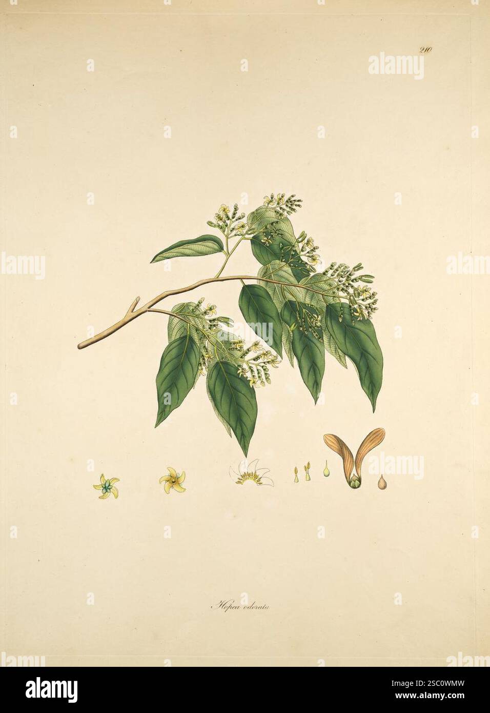 Hopea odorata Roxb. from Pl. Coromandel 3, t. 210 Stock Photo - Alamy