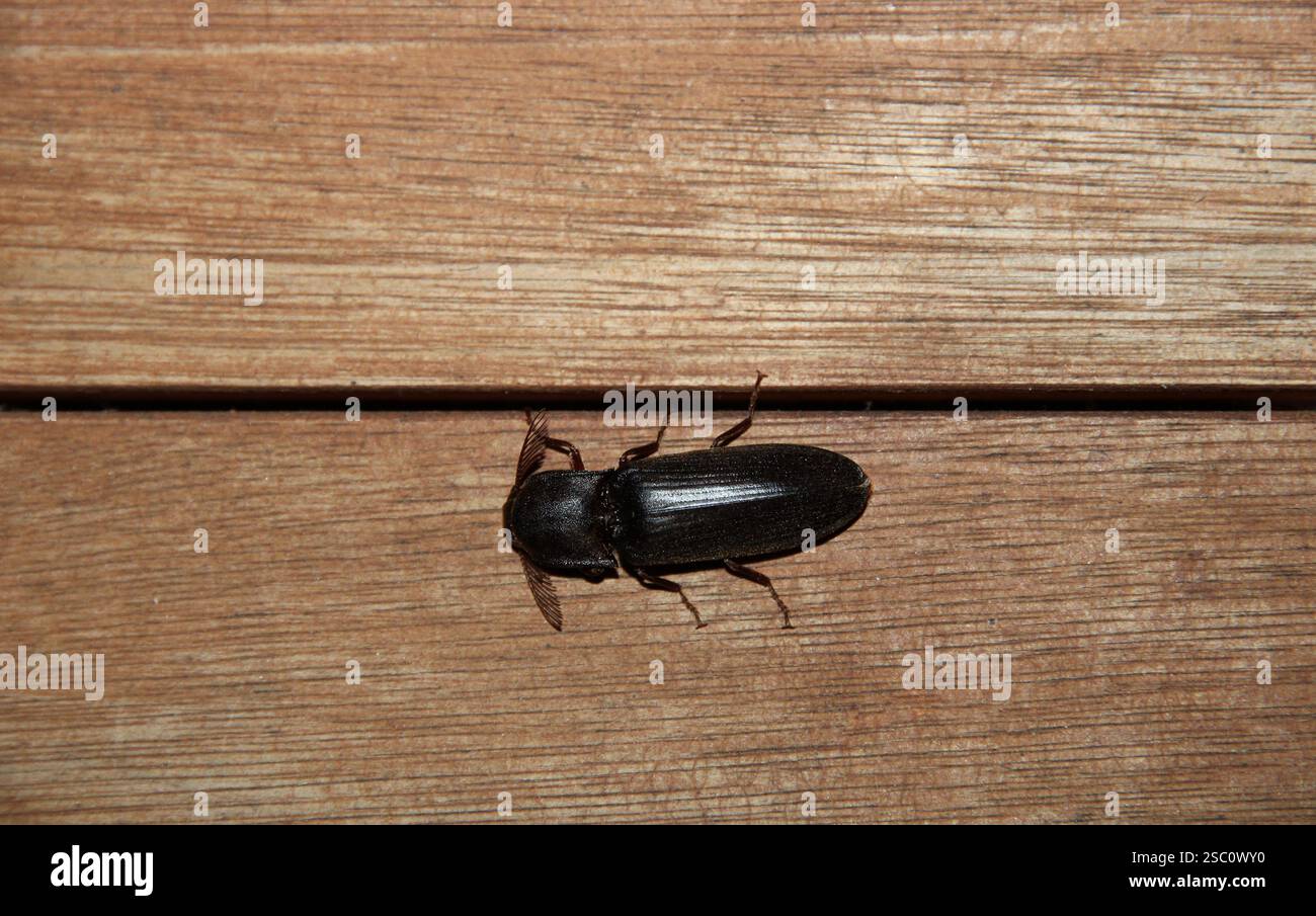 Male Click Beetle (Pseudotetralobus australasiae) at night, South ...