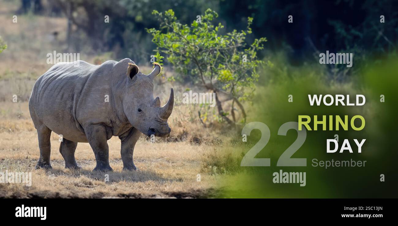 World rhino day, 22 September Stock Photo - Alamy