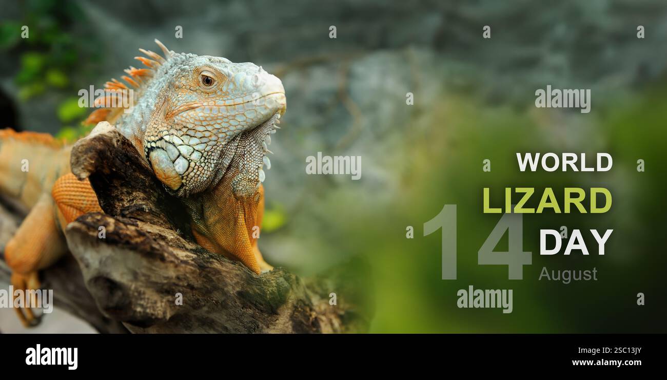 World lizard day, 14 August Stock Photo - Alamy