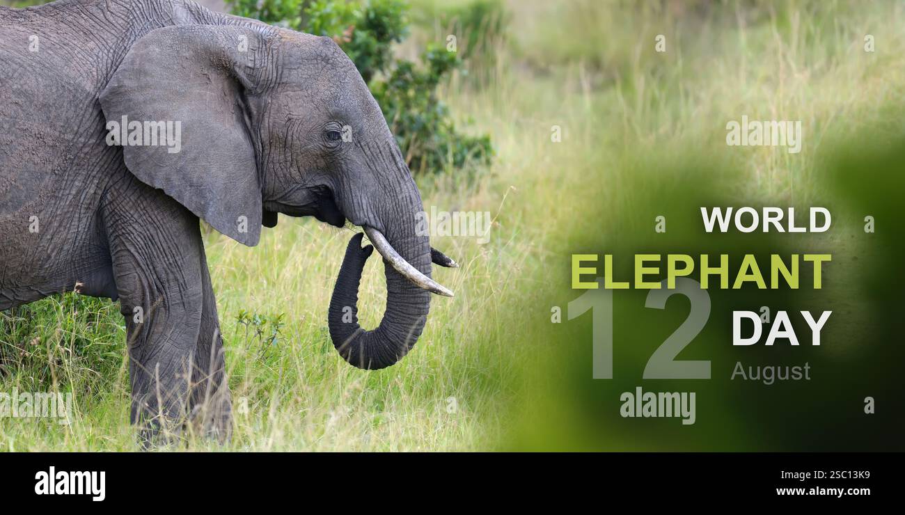 Save elephant poster hi-res stock photography and images - Alamy