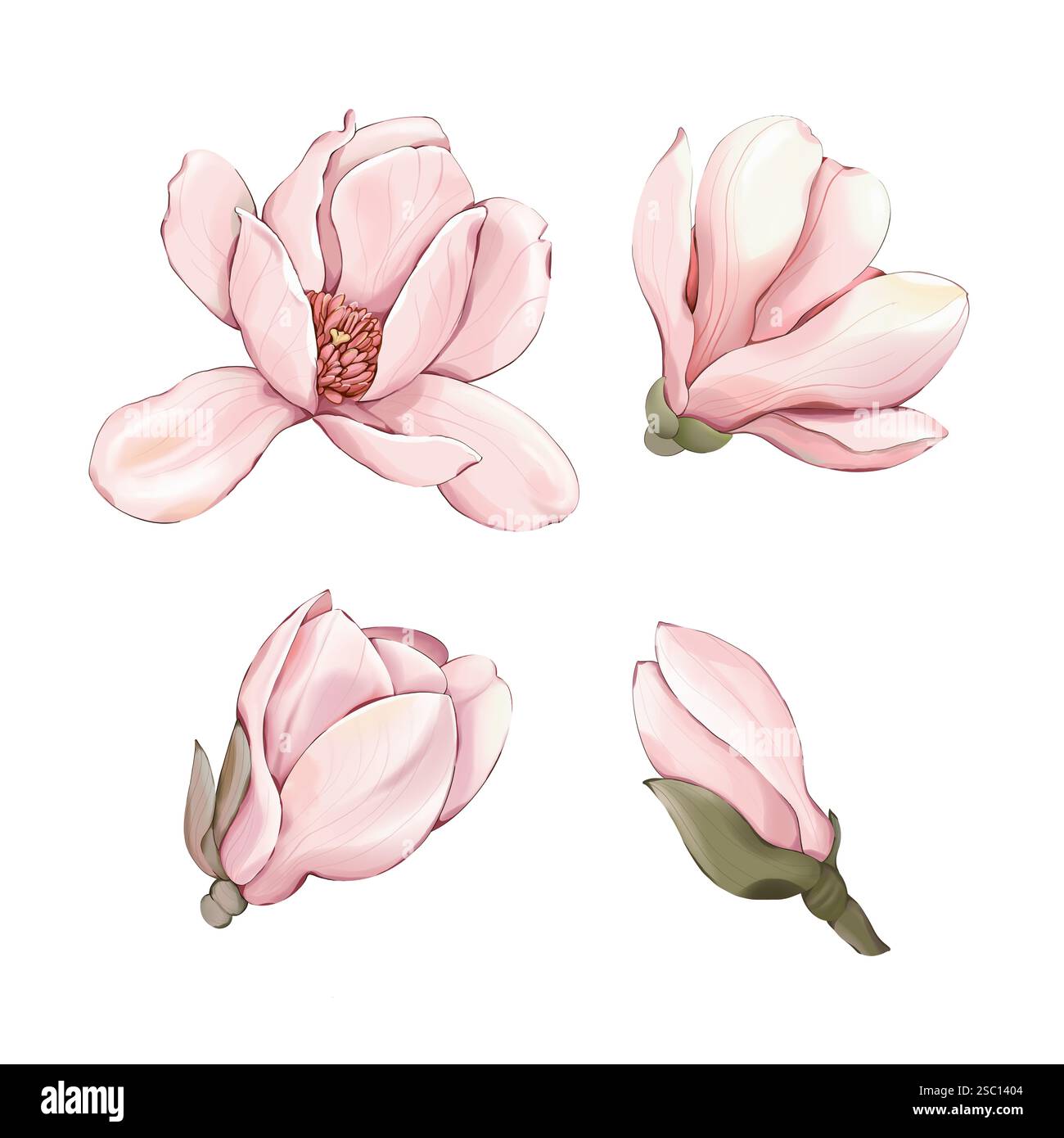 Pink flowers branch Cut Out Stock Images & Pictures - Alamy