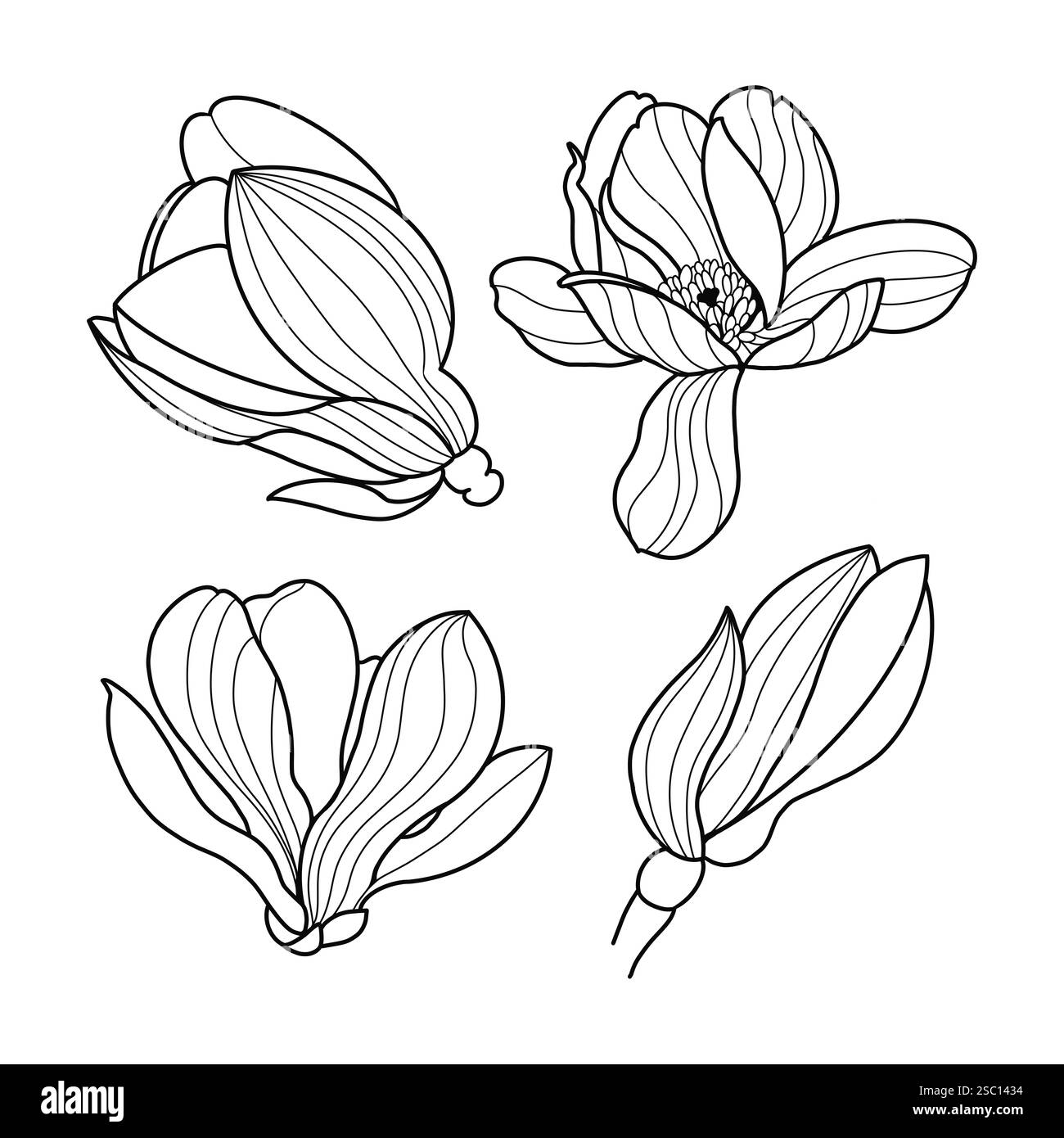 Magnolia flowers. Illustration Stock Photo - Alamy