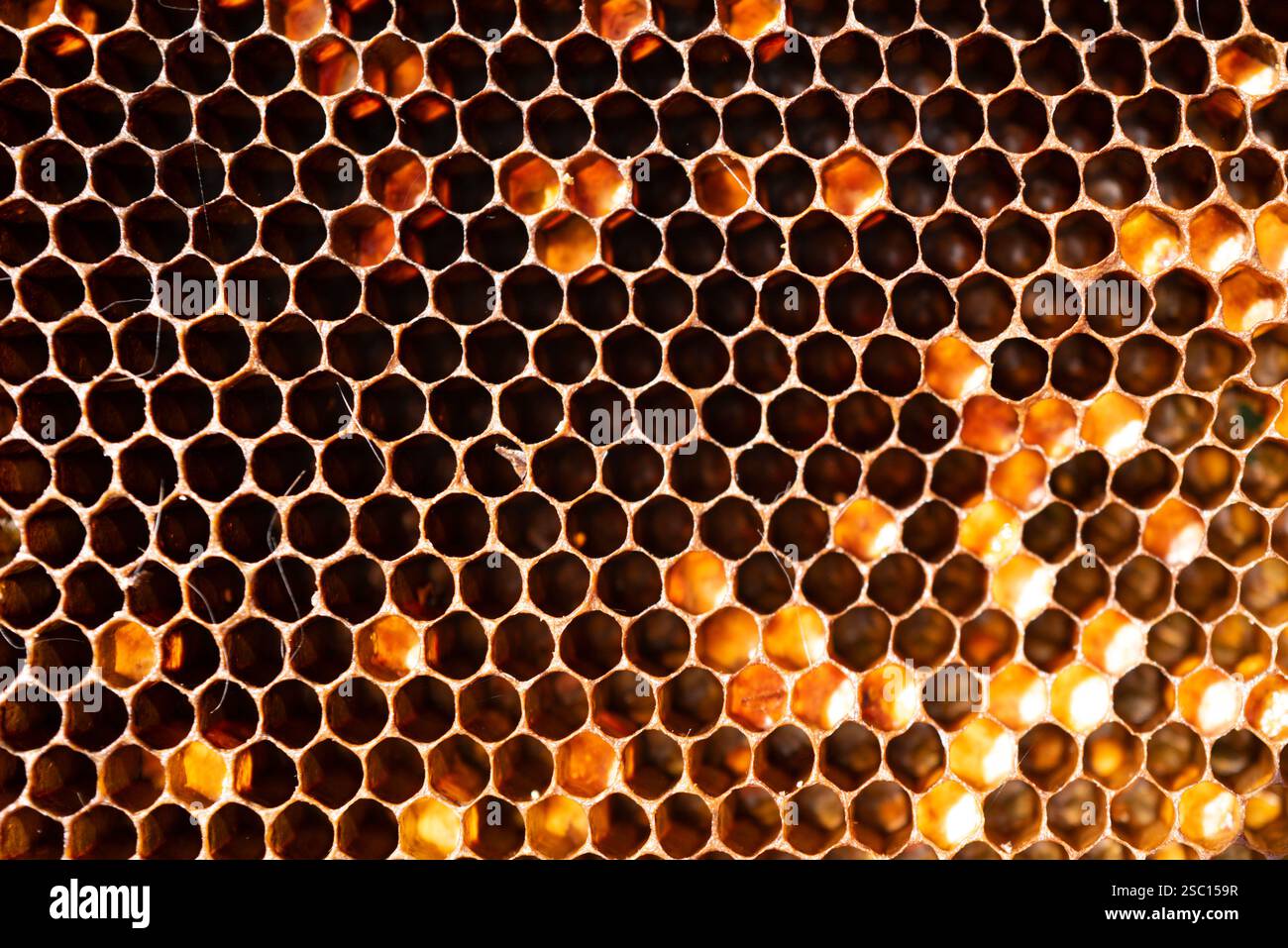 Honey background. Golden honey texture. Sweet honey backdrop. Delicious ...