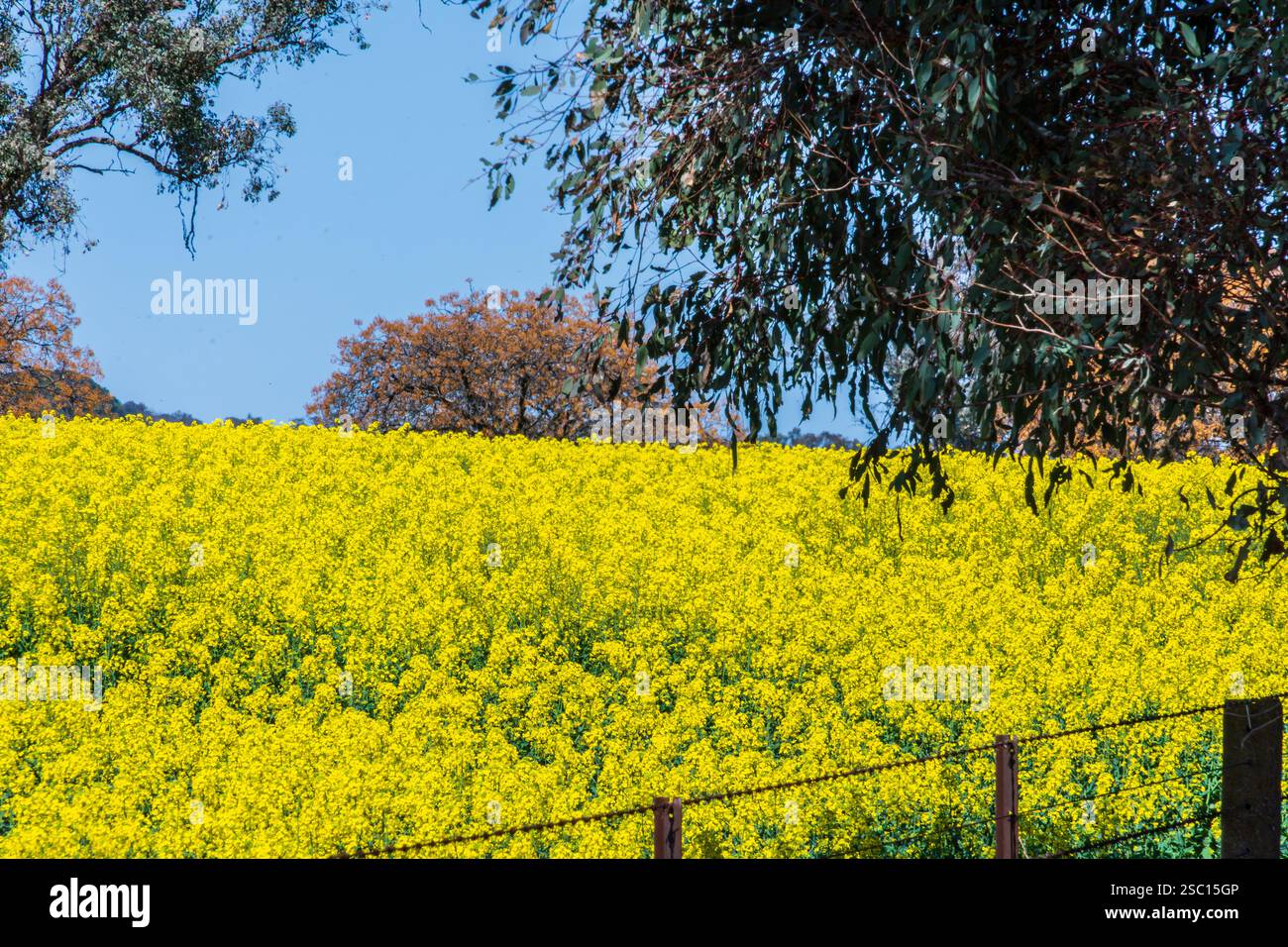 A paddock (field) of a flowering canola crop is framed by flowering ...