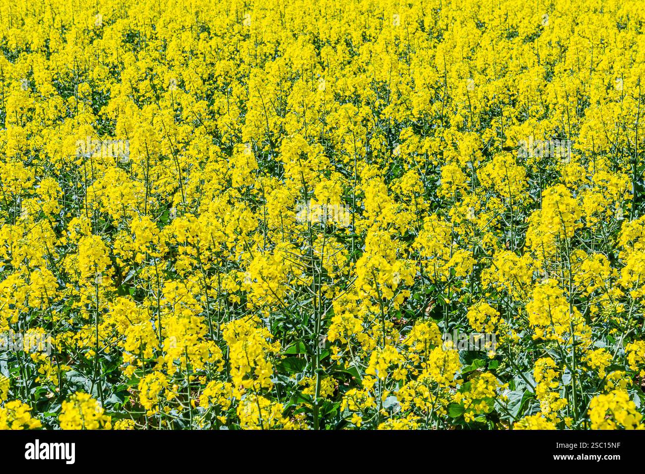 Closeup shot yellow canola hi-res stock photography and images - Alamy